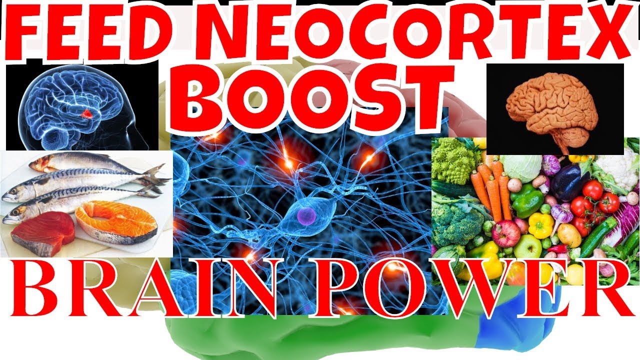 Do You Know What To Feed Neocortex To Boost Your Brain Power and How To ...