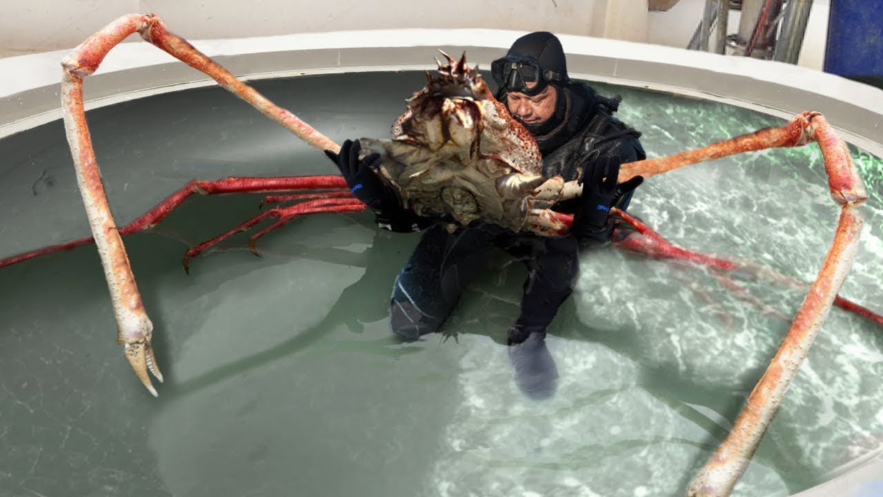 10 Most Dangerous Crustaceans In The World - YouTube