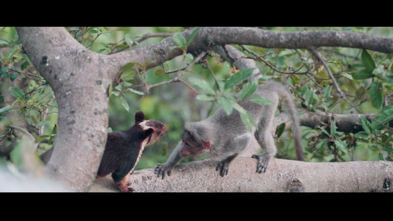 Wayanad-Monkeys - YouTube
