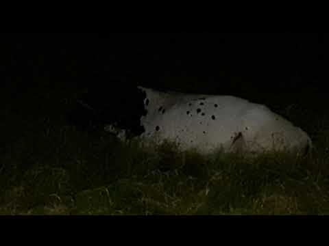 CUTE COWS - HOW CUTE COWS SLEEP DURING THE NIGHT - CUTE COW SLEEPING ...