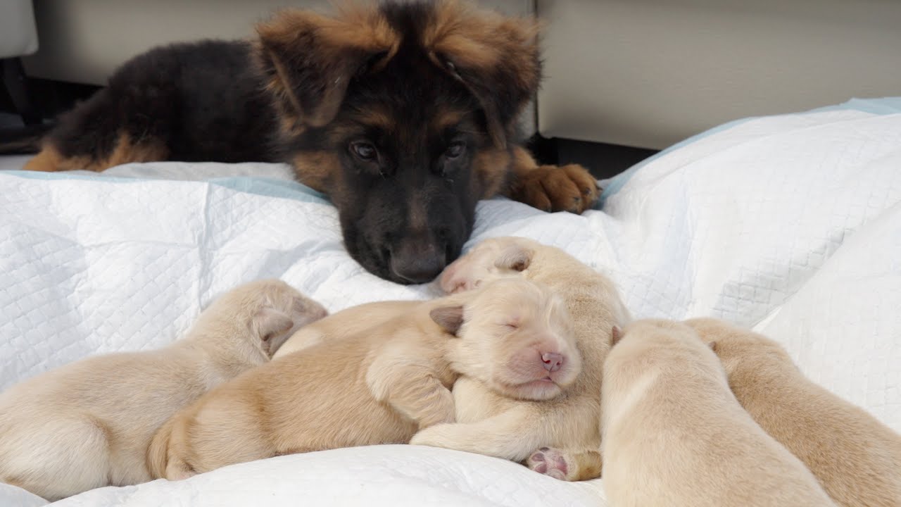 German Shepherd Meets Golden Retriever Babies For First Time - YouTube