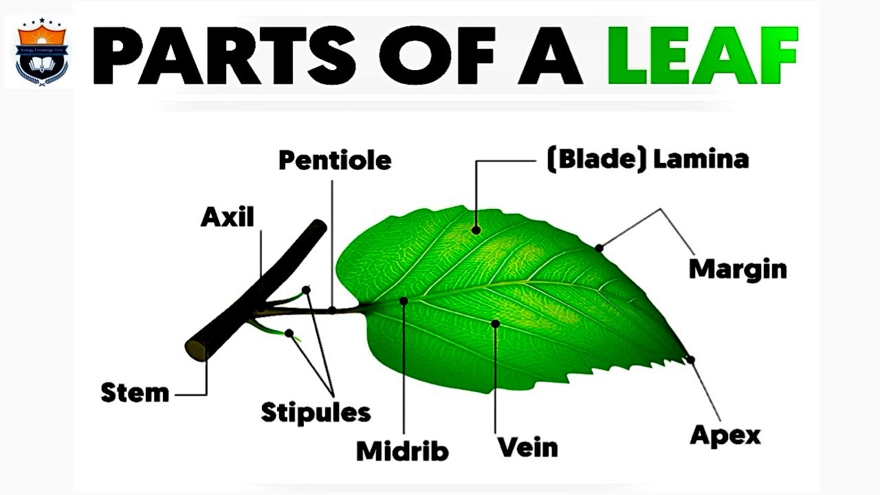 Parts Of A Leaf How To Draw A Leaf Structure Of A Leaf Functions Parts Of A Leaf How To Draw A Leaf Structure Of A Leaf Functions
