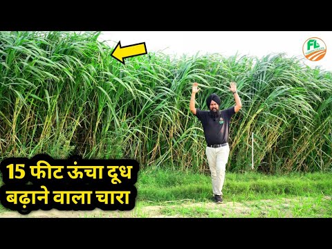 15 फीट ऊंचा दूध बढ़ाने वाला हरा चारा 📞7015842336 Super Napier Grass 20 Hara chara