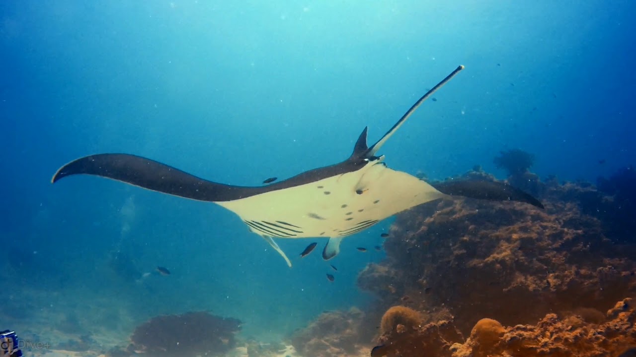 Buceo en Maldivas: la experiencia definitiva - YouTube