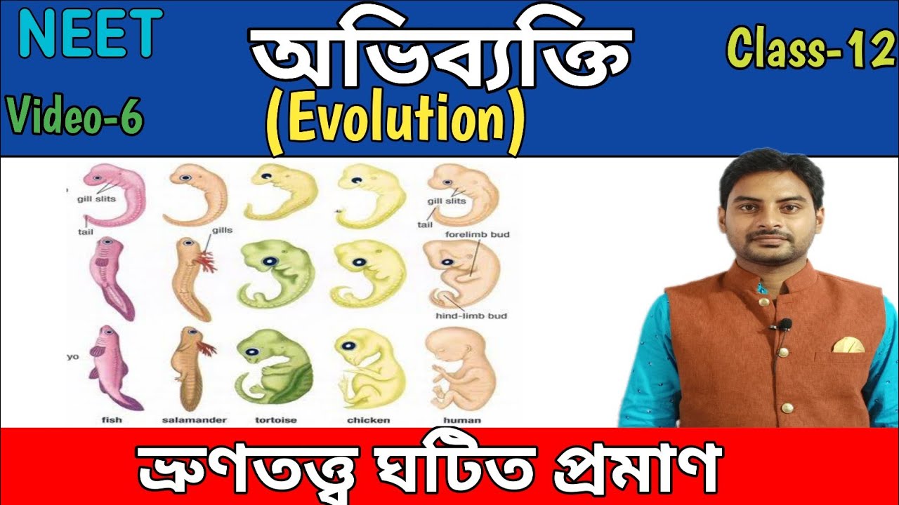Embryological Evidence For embryological-evidence-for