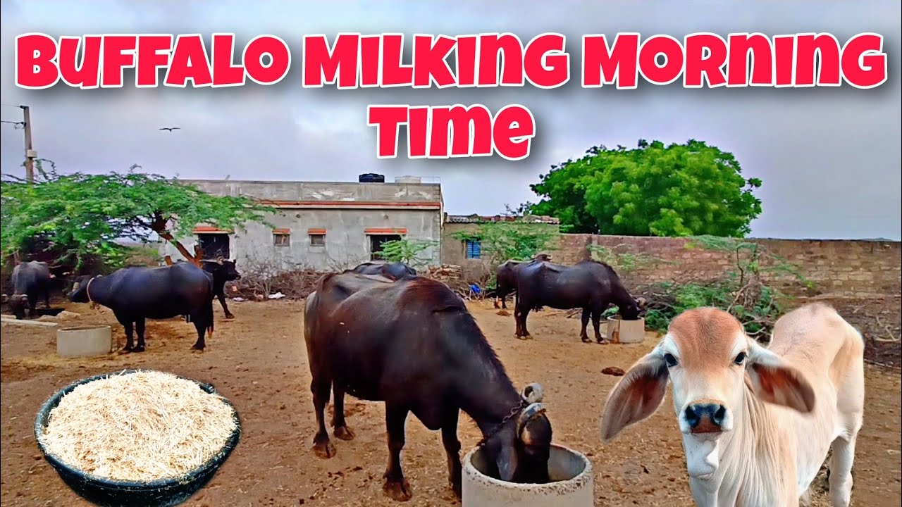 Buffalo Milking Morning Time #village #dailyvlog #buffalo - YouTube