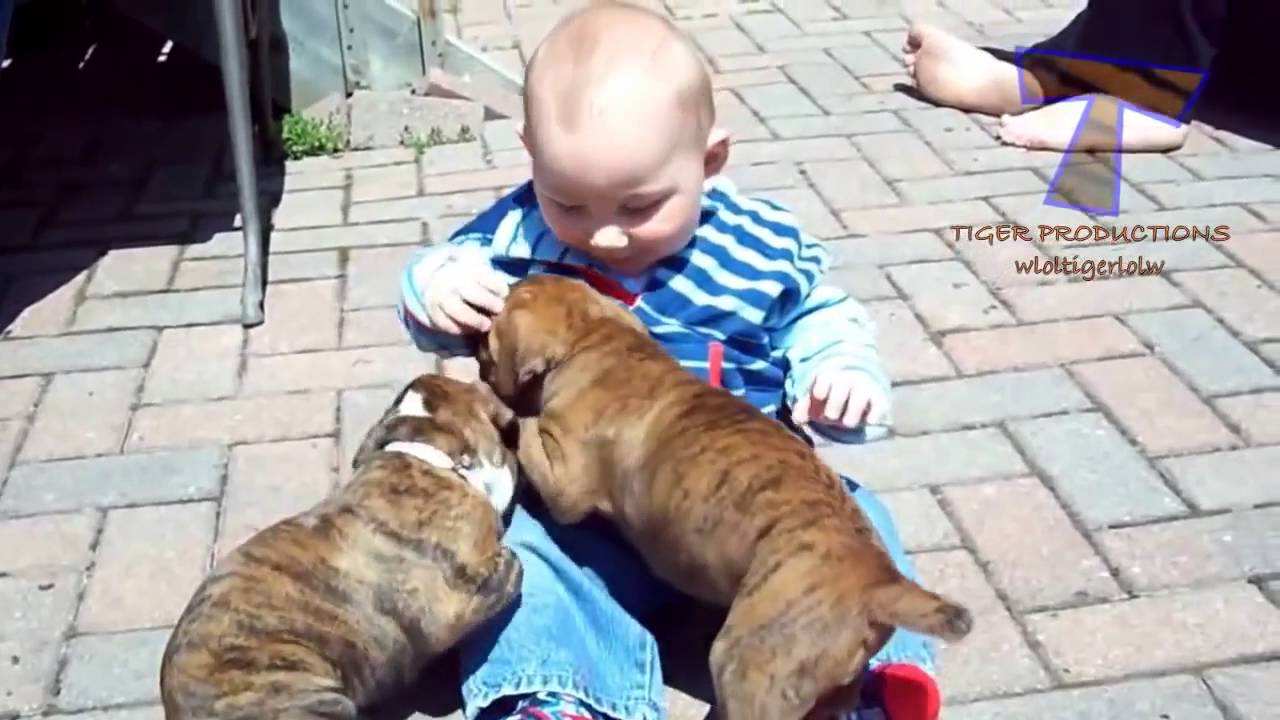 Cute babies and dogs playing together - YouTube