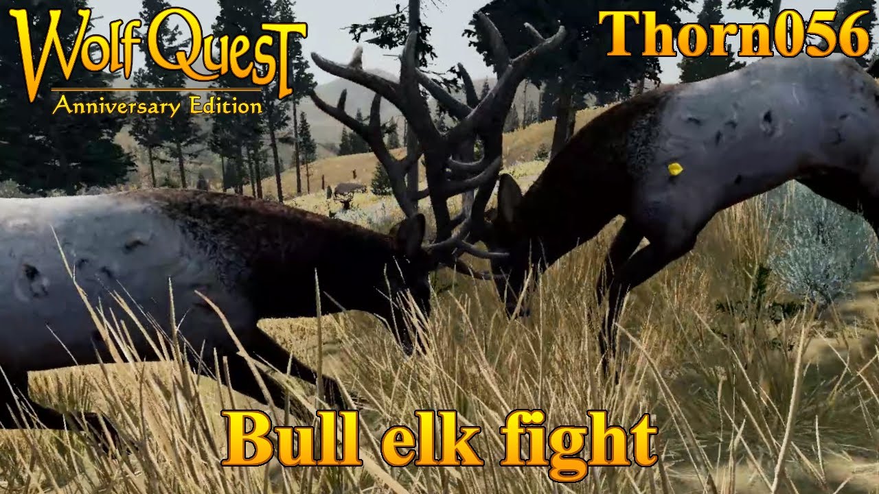 Bull elk fight || WolfQuest Anniversary Edition - YouTube