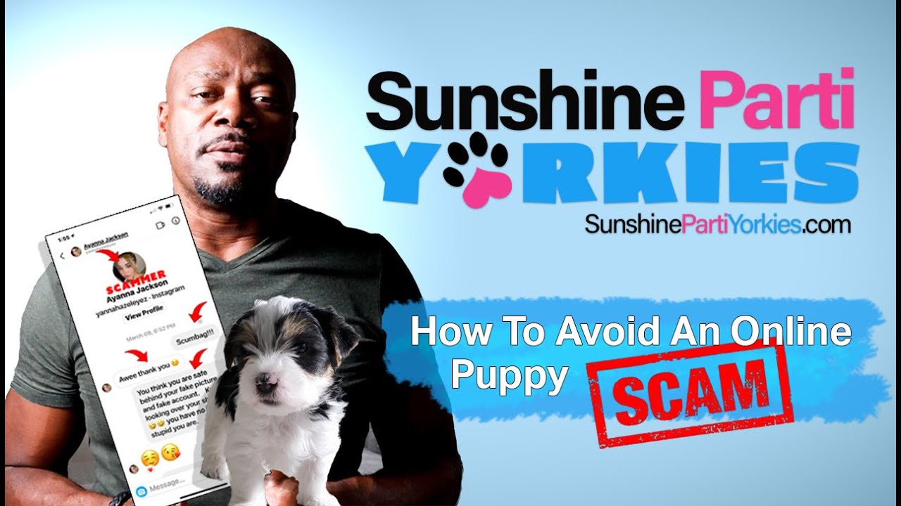 How To Avoid Online Pet and Puppy Scams - YouTube