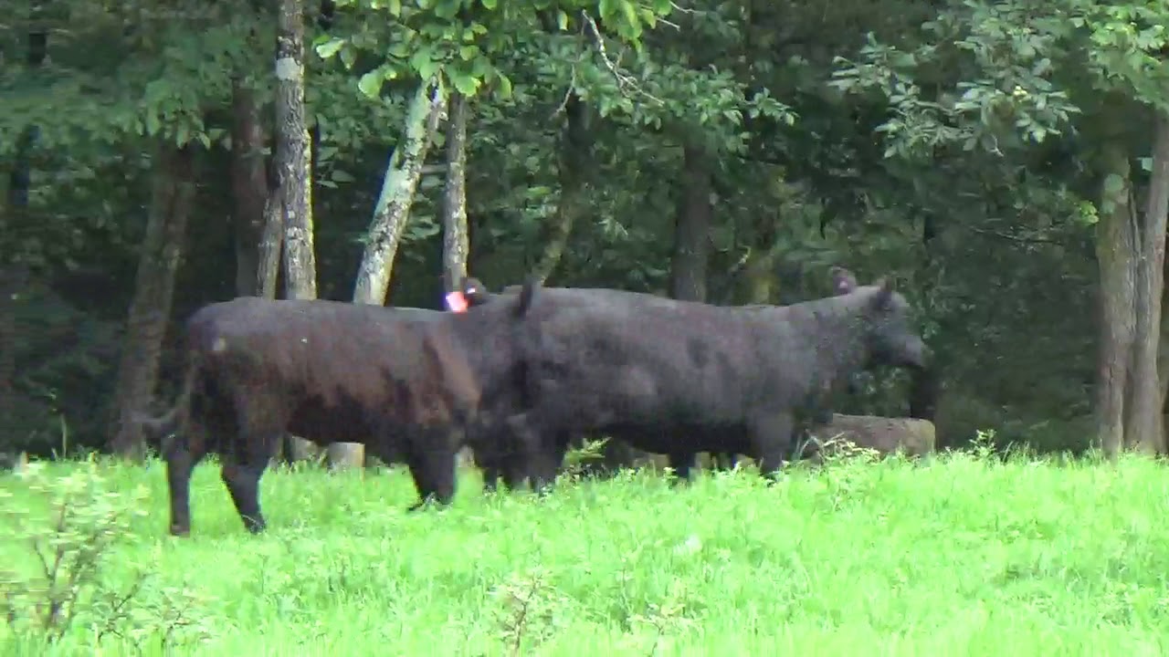 800# Heifers Arab Livestock Market 7-14-2020 - YouTube