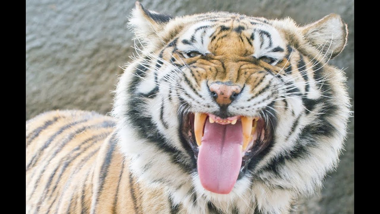 LIVE: 40 Tigers Rescued from Zoo Examined at Wild Animal Sanctuary ...