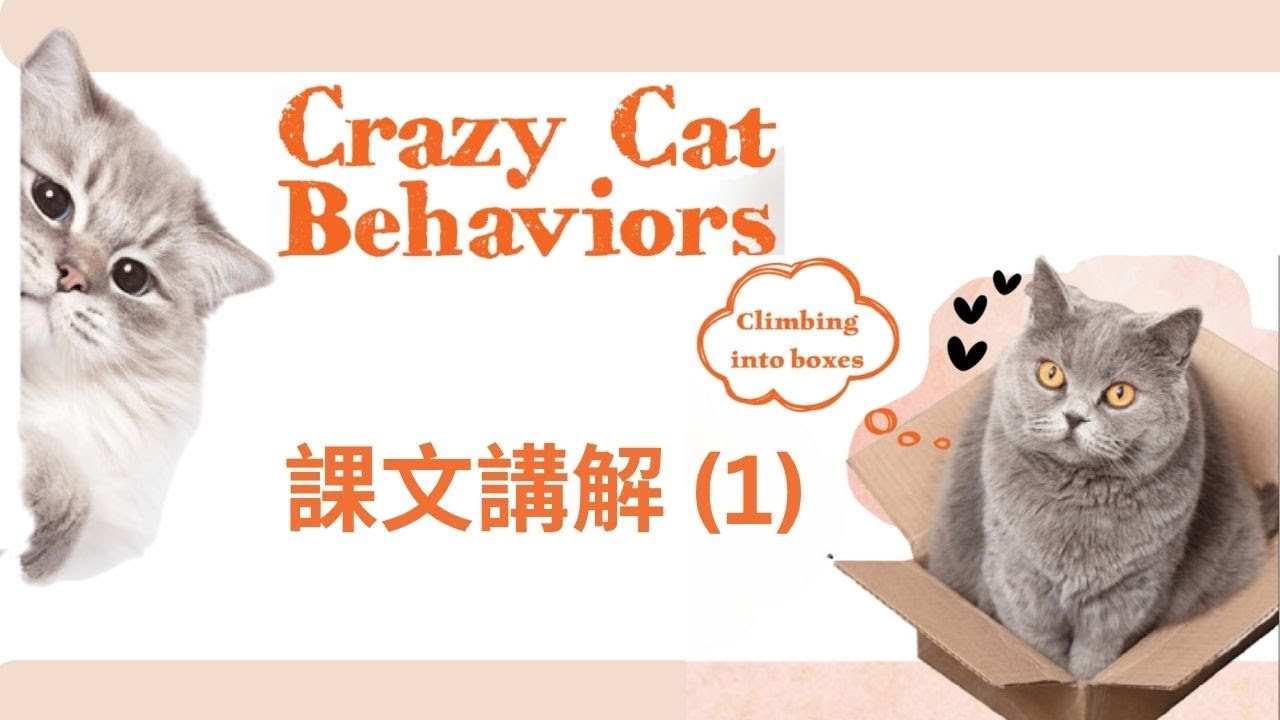 2024.10 All+ Unit 7 Crazy Cat Behaviors (1) - YouTube