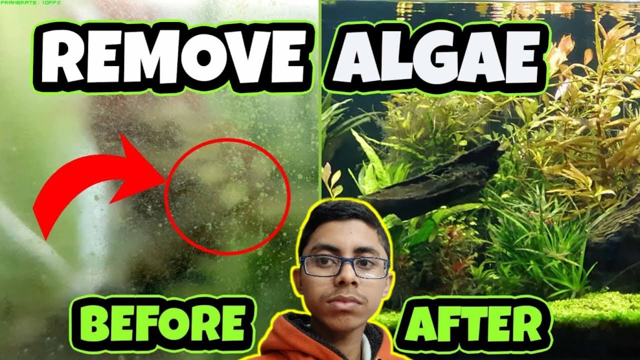 aquarium algae cleaning || how to algae cleaning || krishnendu official ...