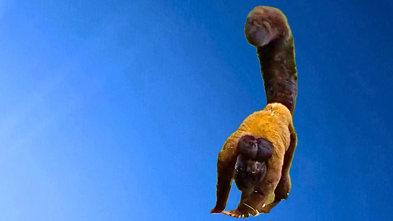 Macaco Cuxiú Marrom - YouTube