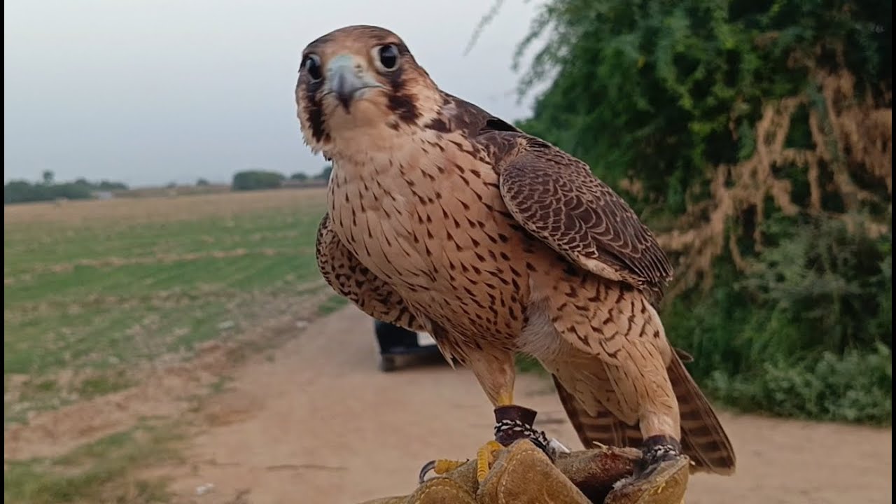 Male Shaheen Falcon Training - Falcon Training Is Not Always Perfect ...