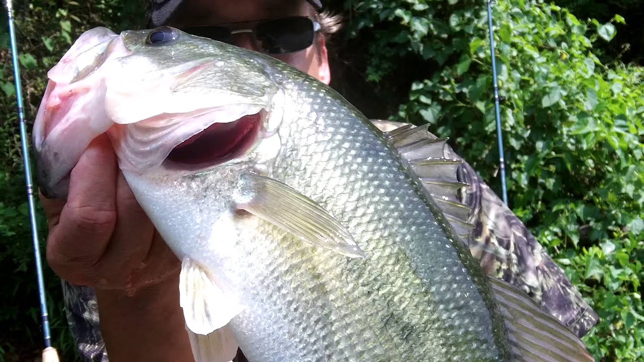 KICK ASS BASS 6 - YouTube