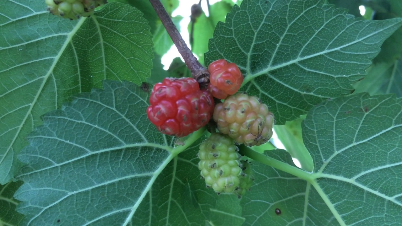 Educational videos on nature (Black mulberry - fruit and leaves close ...