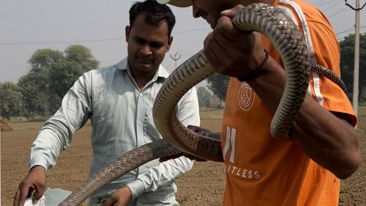 इतना बड़ा धामण सांप निकलेगा ये कभी सोचा नहीं था Indian rate snake ...