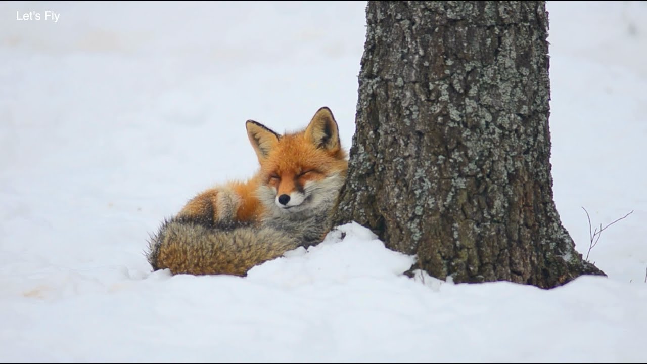 Most Beautiful Winter Scenes for a Peaceful Mind - YouTube