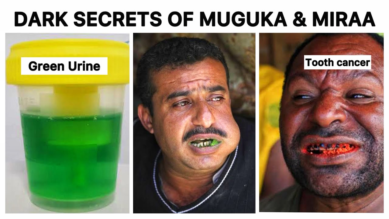Muguka ban in Mombasa - This is what you need to know about Miraa - YouTube
