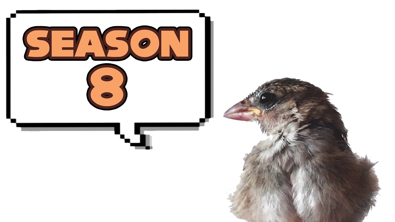 Chibi the sparrow - [Season 8 trailer] - YouTube