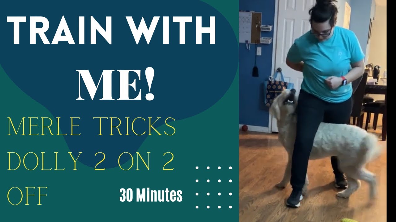 30 min How To Train a Trick Dog, Realistic Dog Training. Agility Dog ...