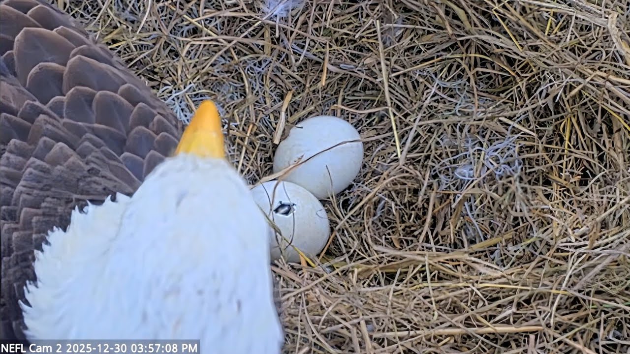 NEFL EAGLES 2025.12.30 🥚Hatch in progress! A tiny beak has appeared! - YouTube