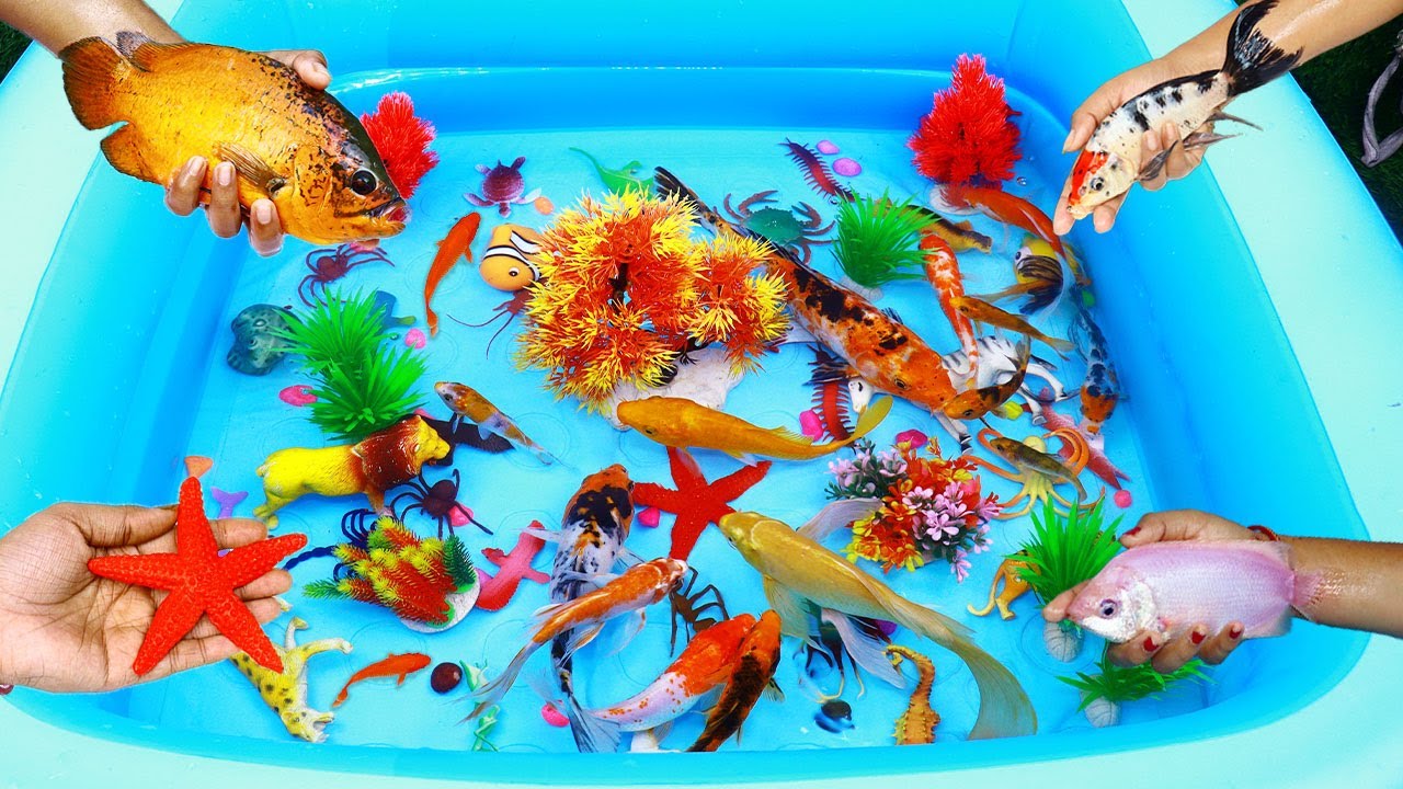 ornamental fishes beautiful bathtub aquatic life star fish stone fish ...