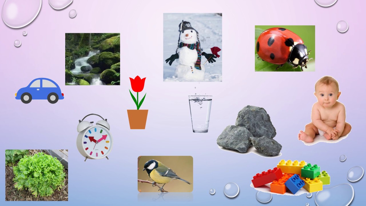 ŽIVO - NEŽIVO - 1. razred - YouTube