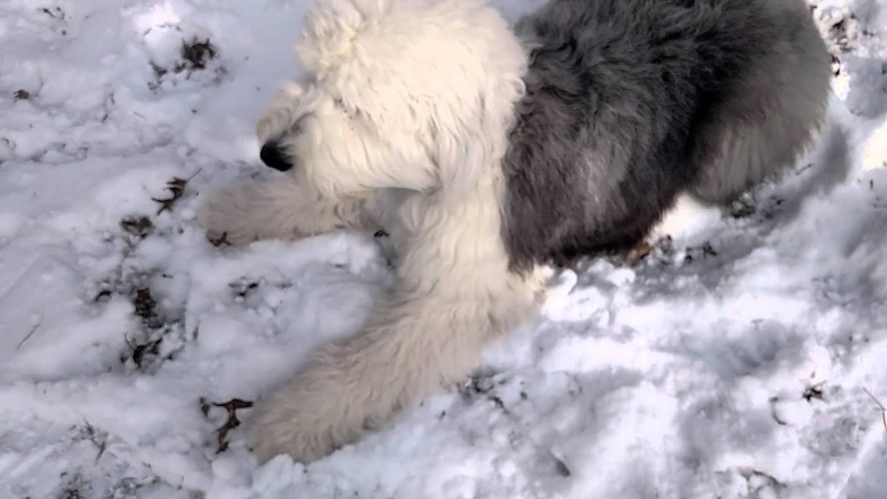 Blizzard the Old English Sheepdog in Snow - YouTube