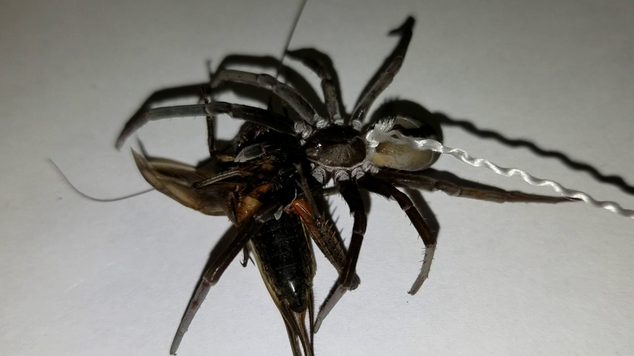 Spider on a leash - YouTube