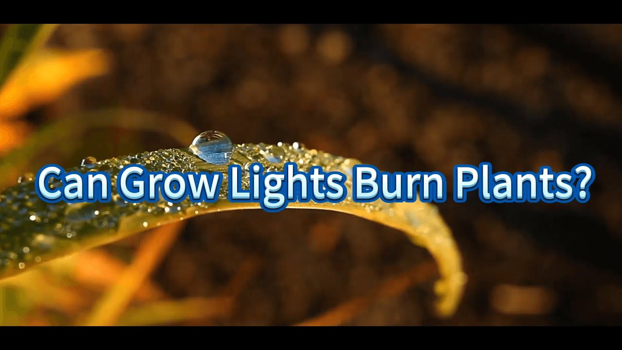 Can Grow Lights Burn Plants? - YouTube