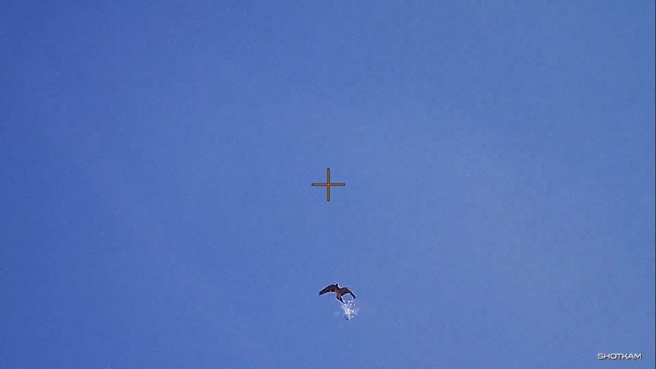 Barnyard Crow and Pigeon shooting hunting with GoPro and Shotkam action ...