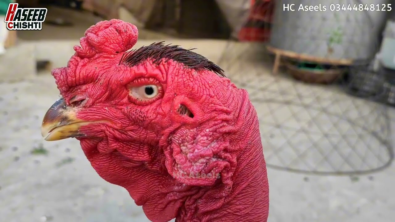 Pure Rozer Aseel Nanga Line Breeder Male | Rozer Aseel Nacked Neck Line By HC Aseels - YouTube