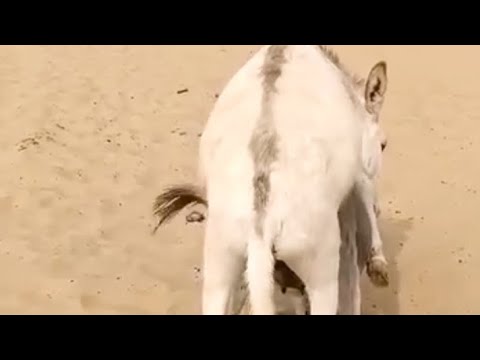 Donkey meeting in village video 
