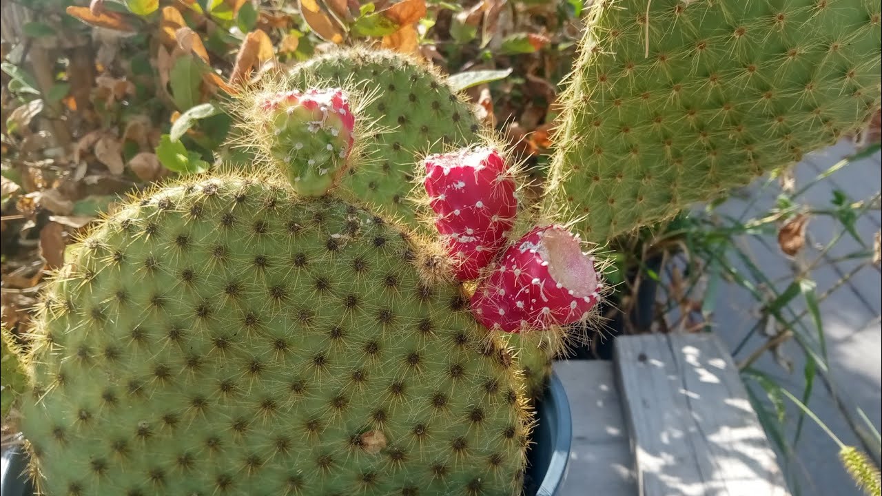 Prickly Pear Cactus Syrup - YouTube
