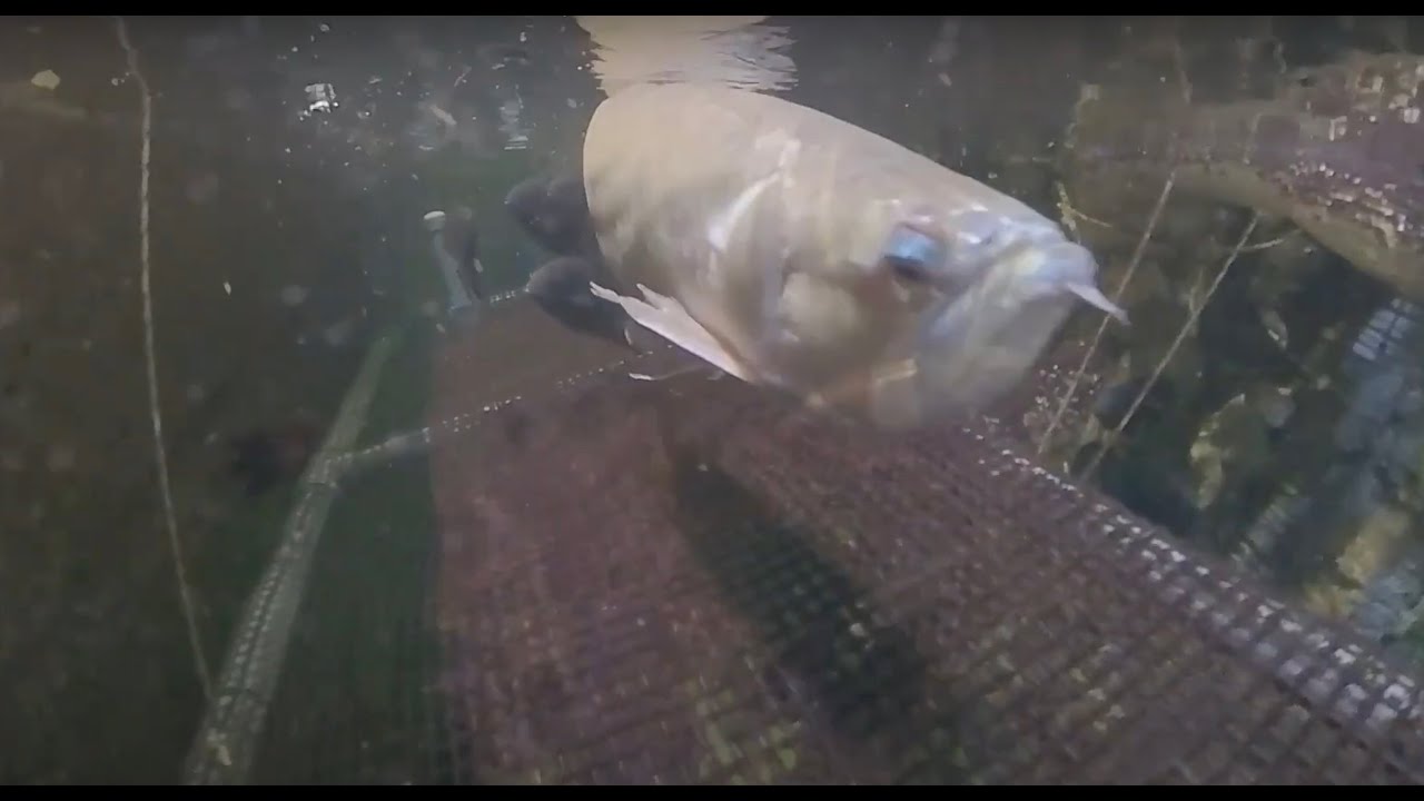 Creature Closeup: Arowanas | California Academy of Sciences - YouTube