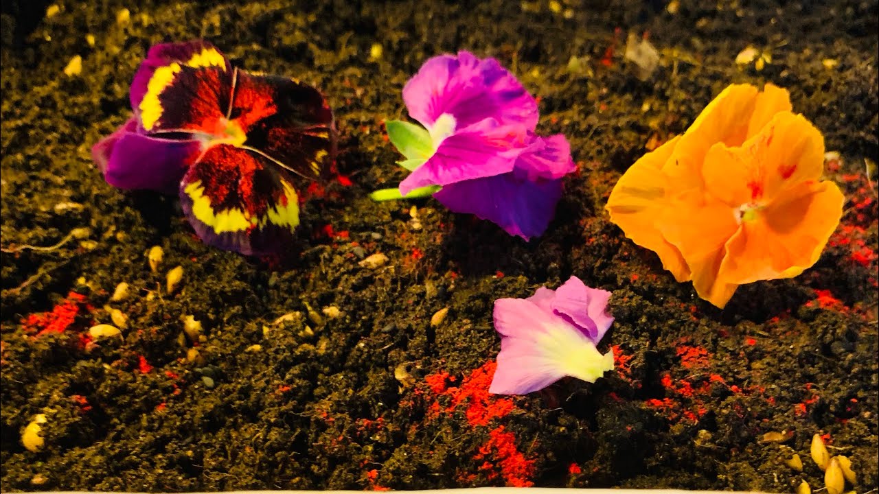 How to grow Jamara at home 🏠japan ma hami Nepali 🇳🇵jamara rakhdai - YouTube