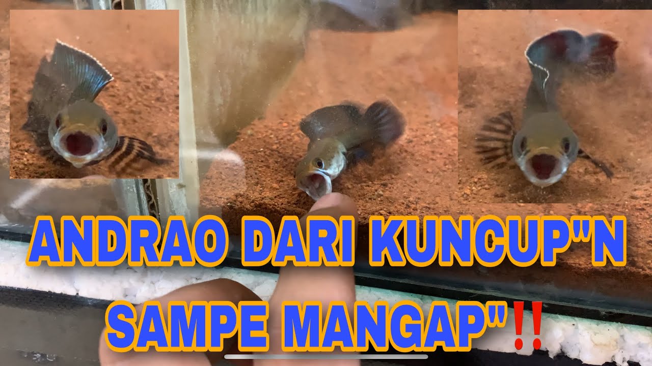 UPDATE ANDRAO YANG KUNCUP"N SAMPE MANGAP"‼️ #andrao #channaandrao - YouTube