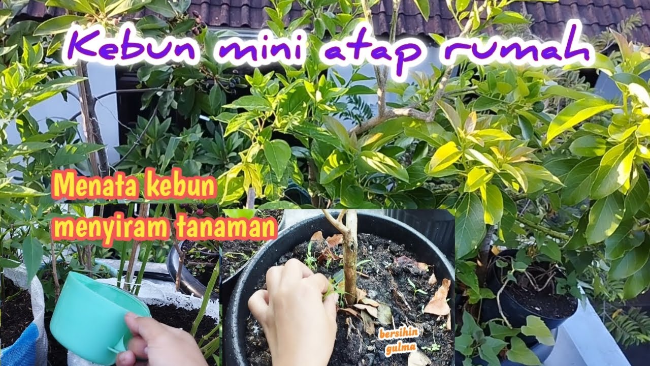 Update Kebun Mini, Menata dan Menyiram kebun - YouTube