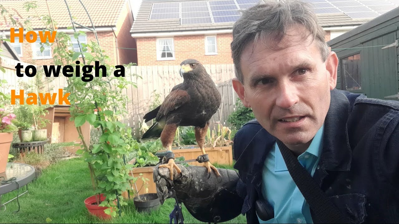 How to Weigh a Hawk - YouTube