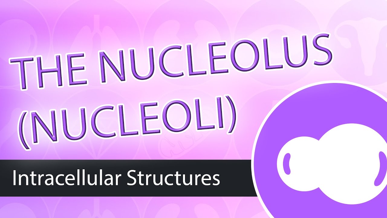 Intracellular Structures- The Nucleolus - YouTube