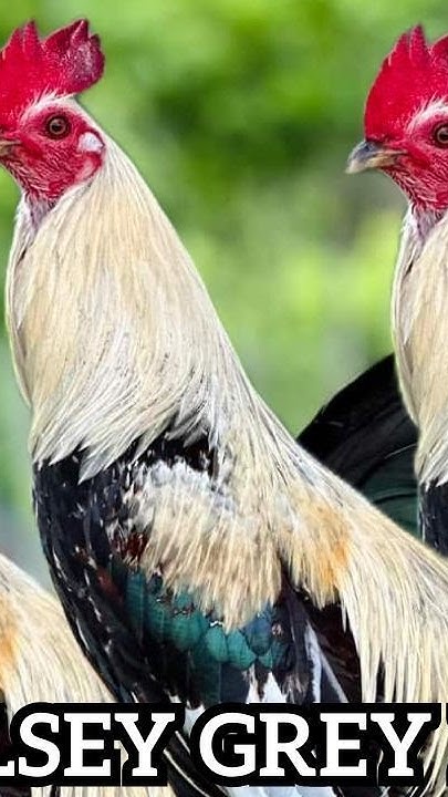 Dancing Duke Hulsey Grey Boston Roundhead Lemon 84 - Wakela Farm - YouTube