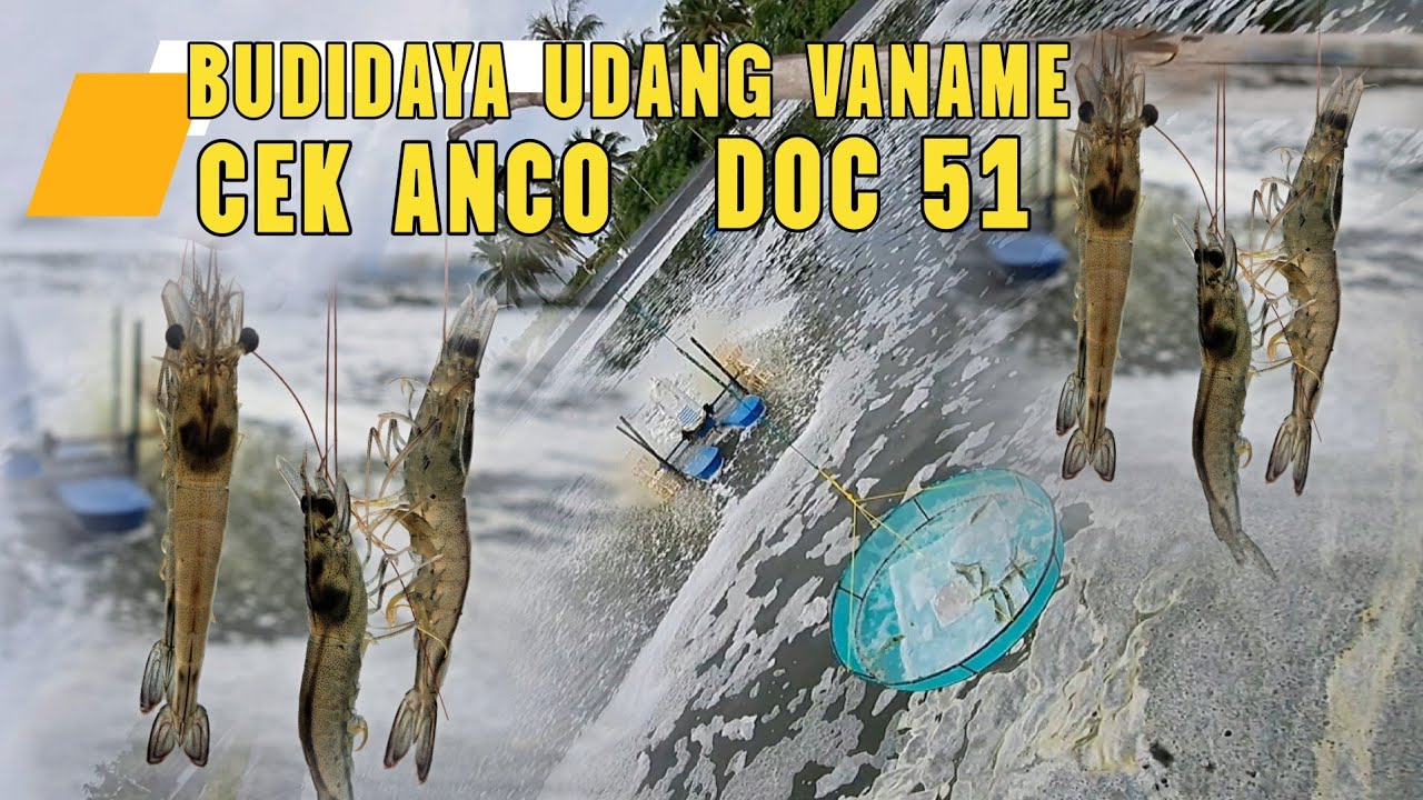 Cek Anco Udang Vaname DOC 51 ( Budidaya Udang Vaname Aceh Pro ) - YouTube
