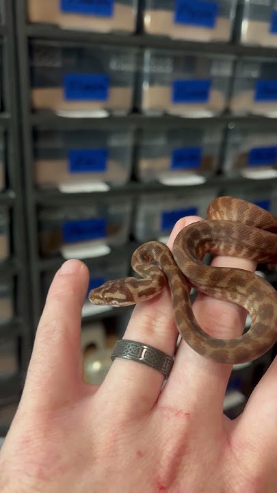 Curious Baby Carpet Python Tests Handler's Fingers - YouTube