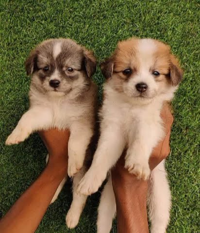 #dog Hello & Cholo 😊😄😃☺🙃😇#shorts #short #doglover - YouTube