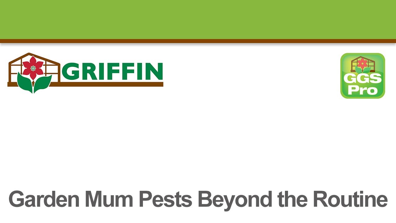 Garden Mum Pests Beyond the Routine - YouTube