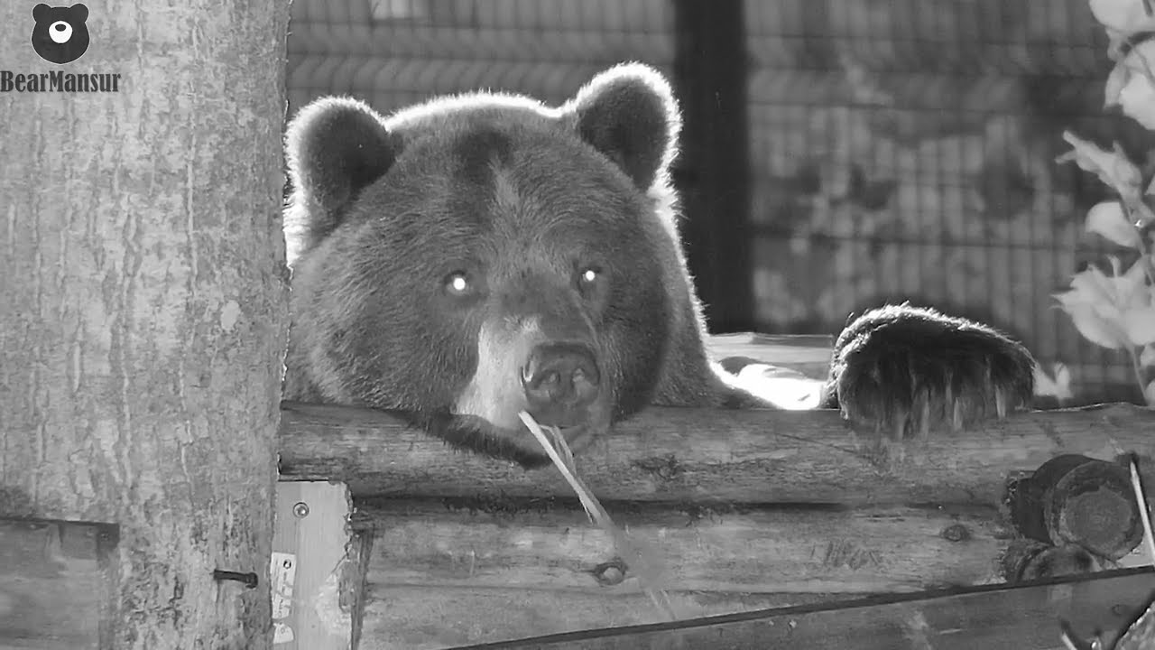 Как спалось, Мансур? Что тебе приснилось?💜😴/Bear Mansur - YouTube