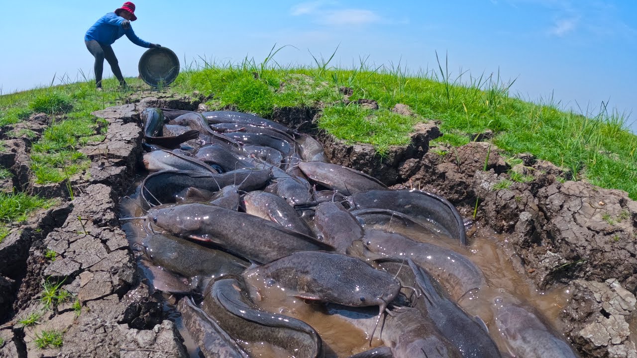 Top fishing videos, best hand fishing - catching a lot of fish at field ...
