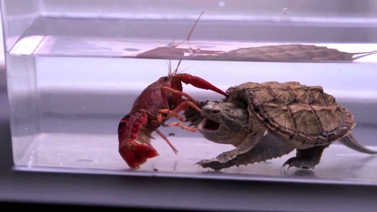 Snapping Turtle vs Crayfish - YouTube